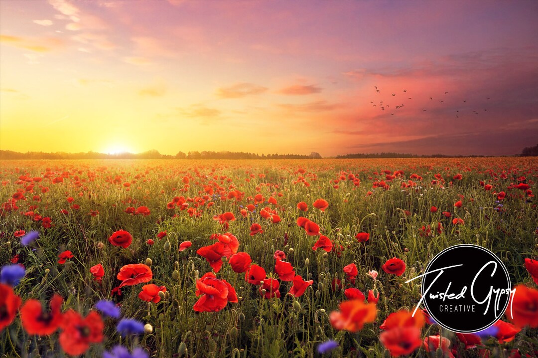 Poppy Field Digital Background - Etsy
