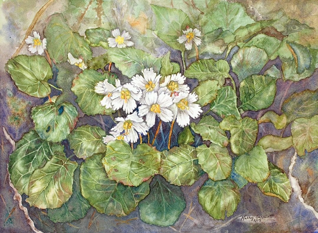 Oconee Bell Flower Print 9 X 12, Giclee Reproduction of Original ...