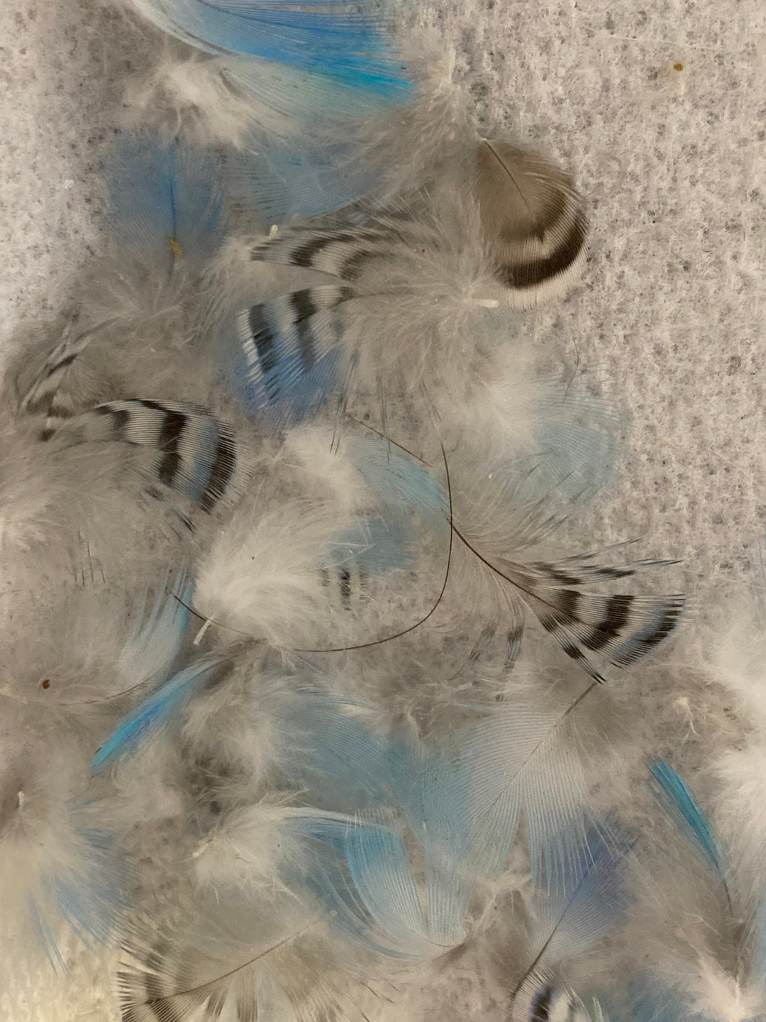 Very Tiny Bird Feathers CRUELTY FREE for Crafts/jewelry/fly Fishing ...