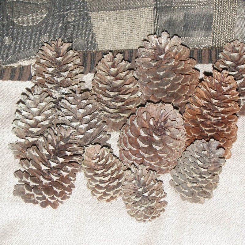 Natural Pine Cone - Etsy
