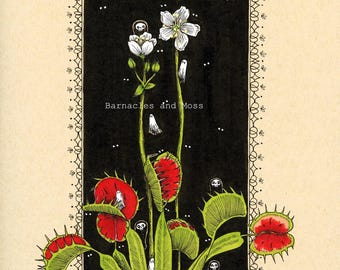 venus flytrap drawing with colour