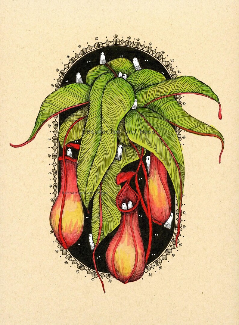 Pitcher Plant Fine Art Print | Botanical Illustration | Pitfall Trap ...
