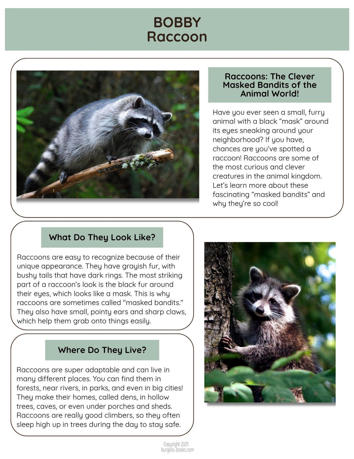 Raccoon Activity Pack: Homeschool Printable Worksheets (PDF Download ...