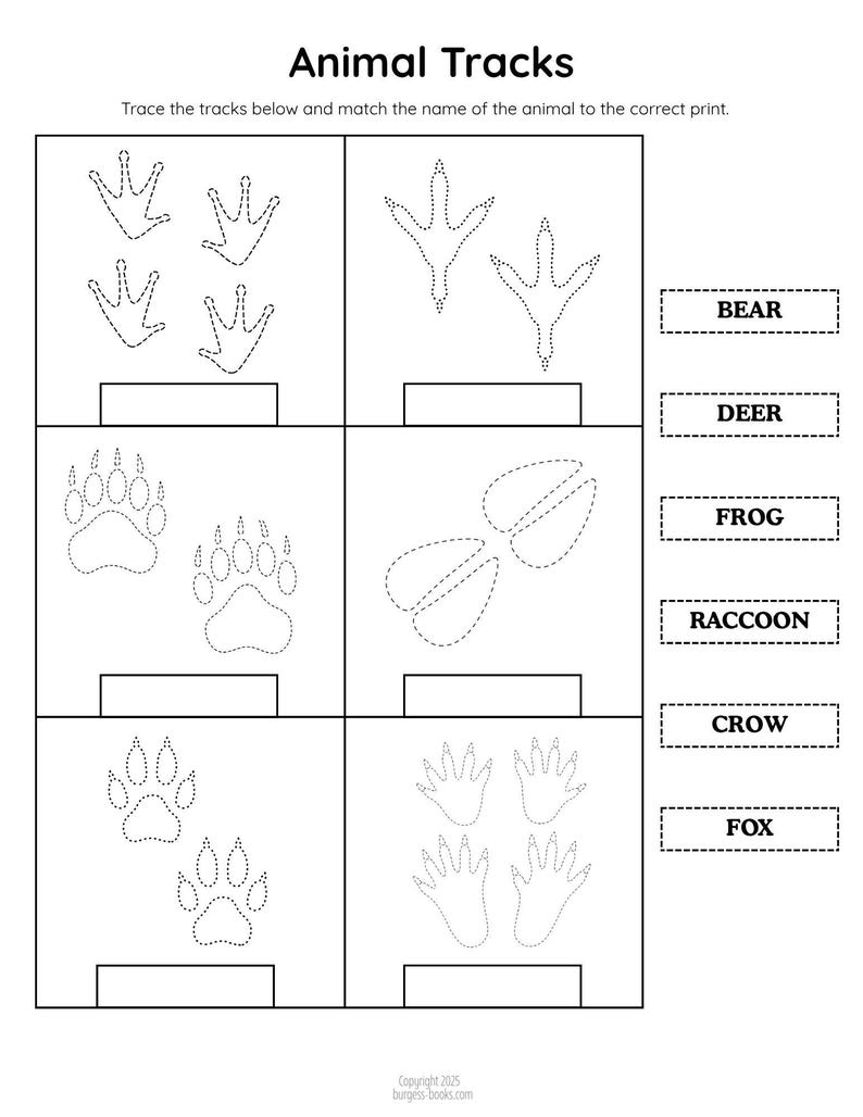 Raccoon Activity Pack: Homeschool Printable Worksheets (PDF Download ...
