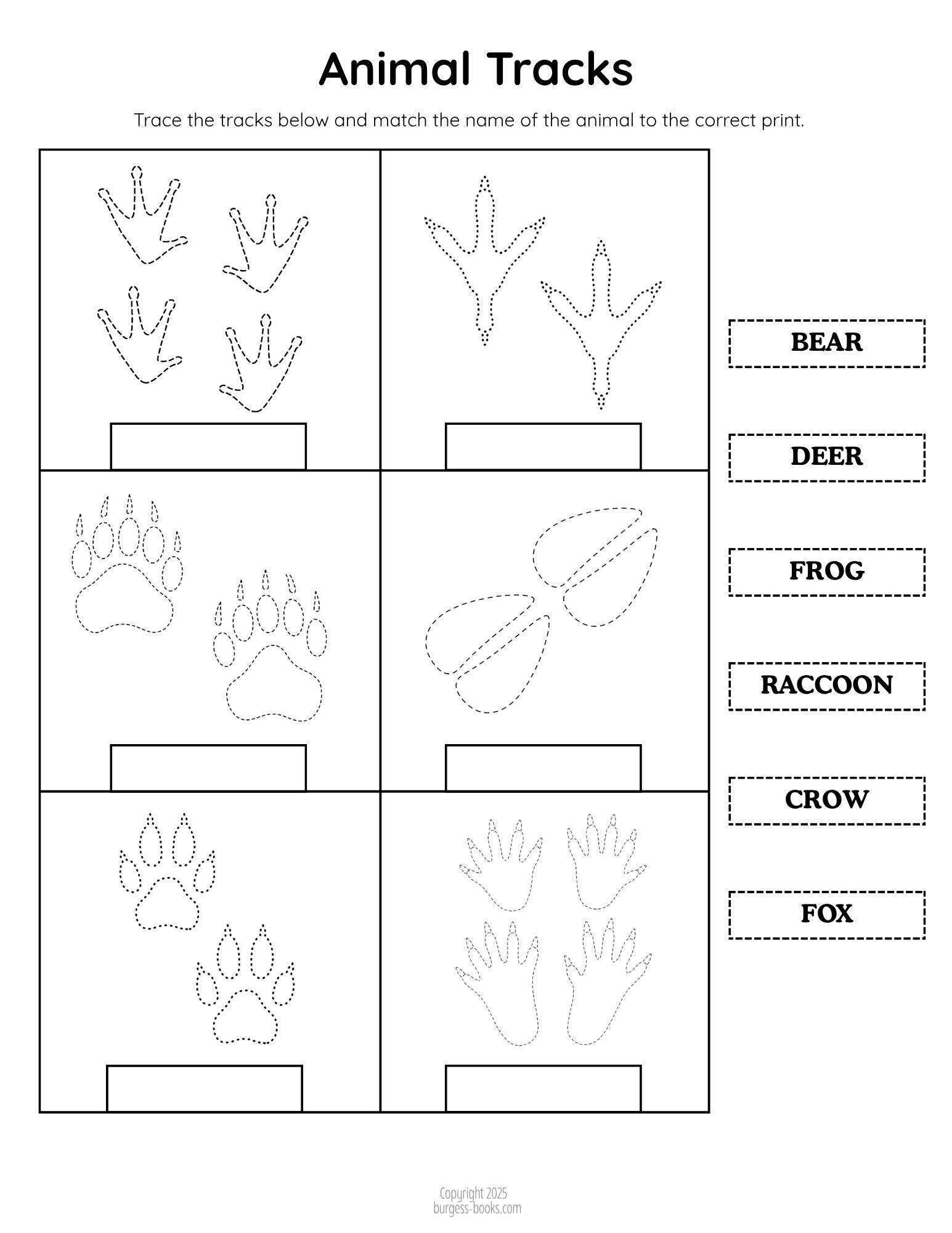 Raccoon Activity Pack: Homeschool Printable Worksheets (PDF Download ...