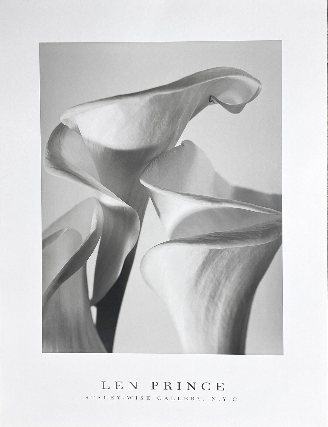 THREE CALLA LILIES, 1996 by Len Prince - Etsy