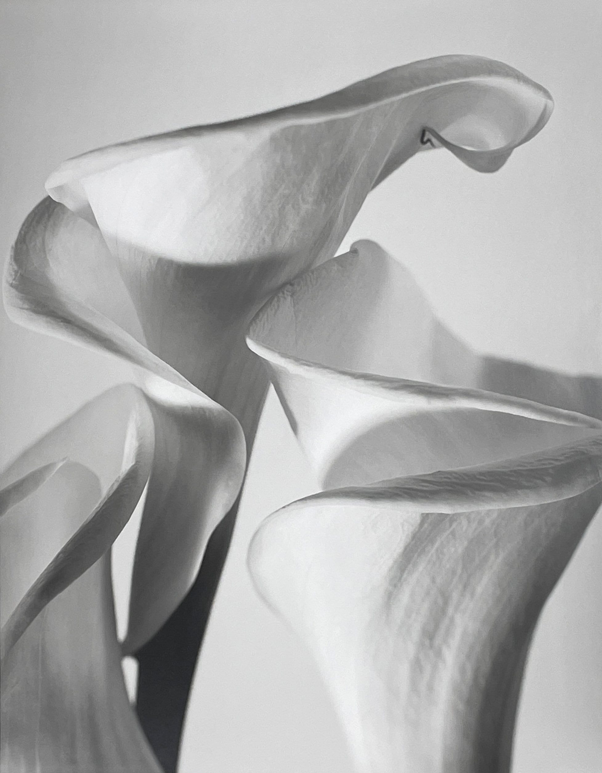 THREE CALLA LILIES, 1996 by Len Prince - Etsy