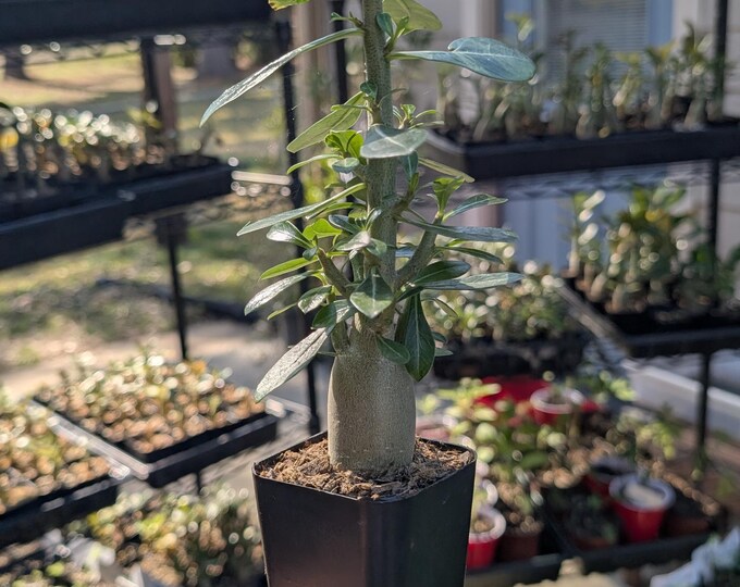 Desert Rose Plant, Adenium Obesum, Nice Caudex, Multi Stem, Well Rooted ...