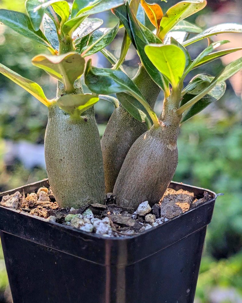 Desert Rose Plants, Free Shipping, 3 Adenium Succulents, Fat Rooted ...