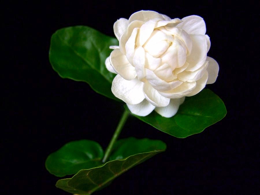 Pikake Perfume | Hawaiian | Pikake | Jasmine | Essential Oil | Natural ...