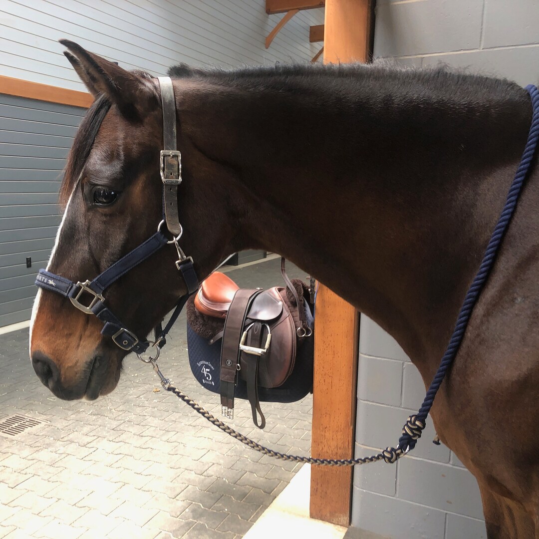 Wellington Horse Lead - Etsy