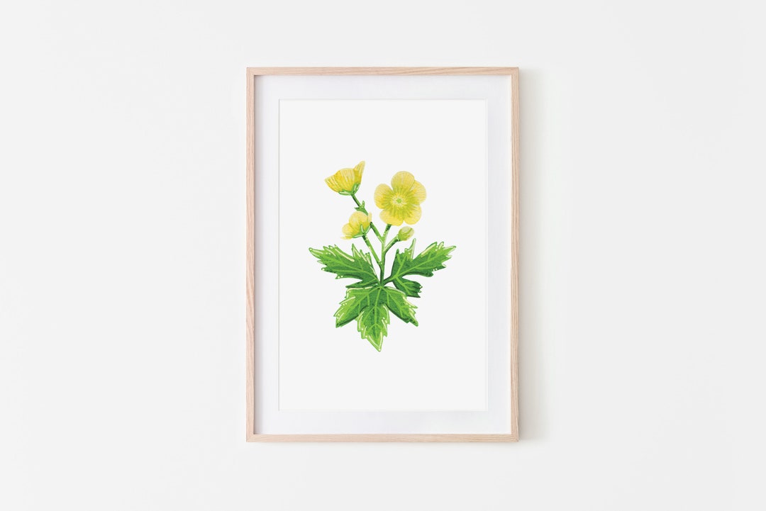 Buttercup Flower Painting – Yellow Wildflower Watercolour – Unframed ...