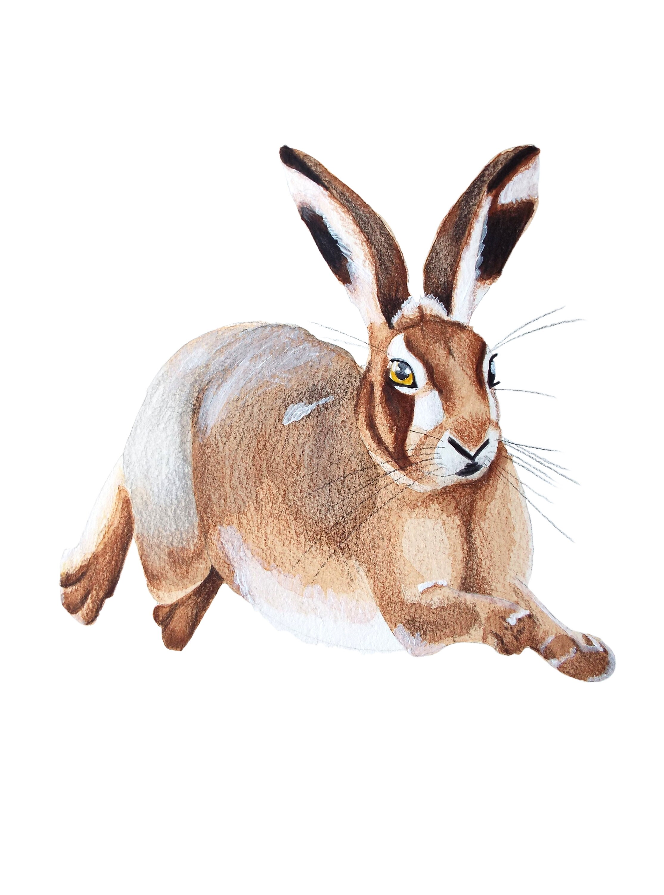 Hare painting leaping hare art watercolour hare animal | Etsy