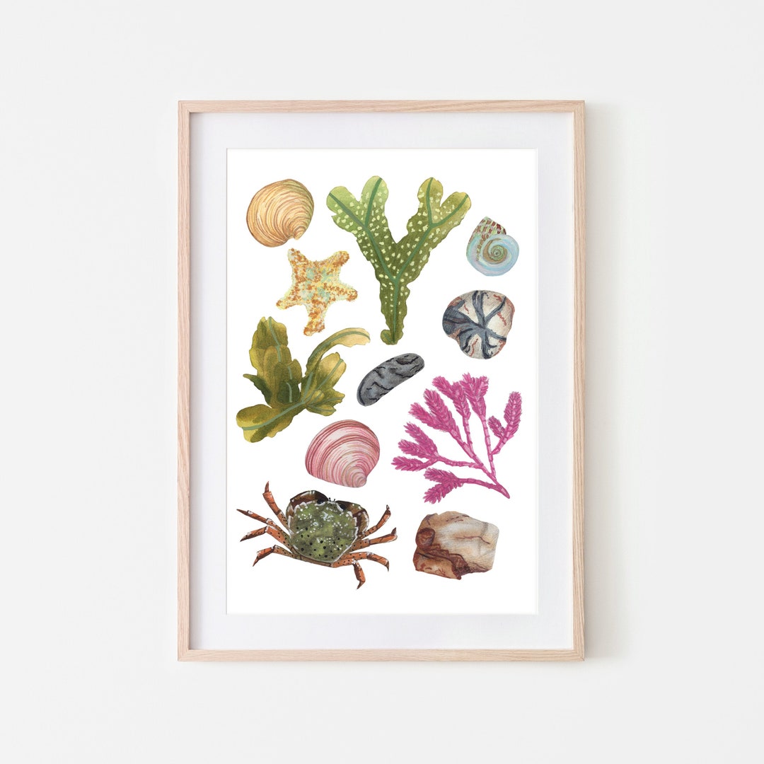 Beachcomber Print, Rock Pool Artwork, Coastal Art - A Gorgeous Print of ...