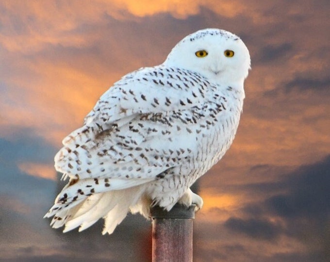 Snowy Owl, Owl on Gate Post. White Owl, Wildlife in Vermont, for Bird ...