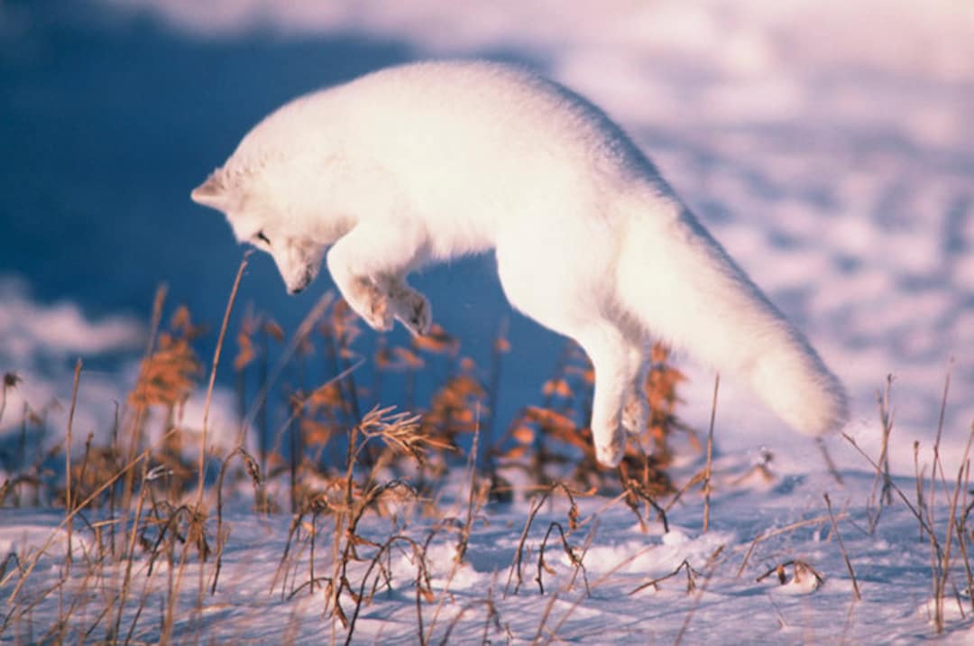 Arctic Fox Hunting Prey