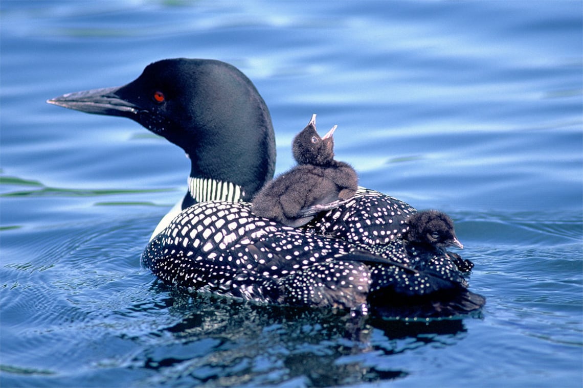 Loon With Chicks, Loon Chicks Riding on Parent, Cute Bird Picture ...