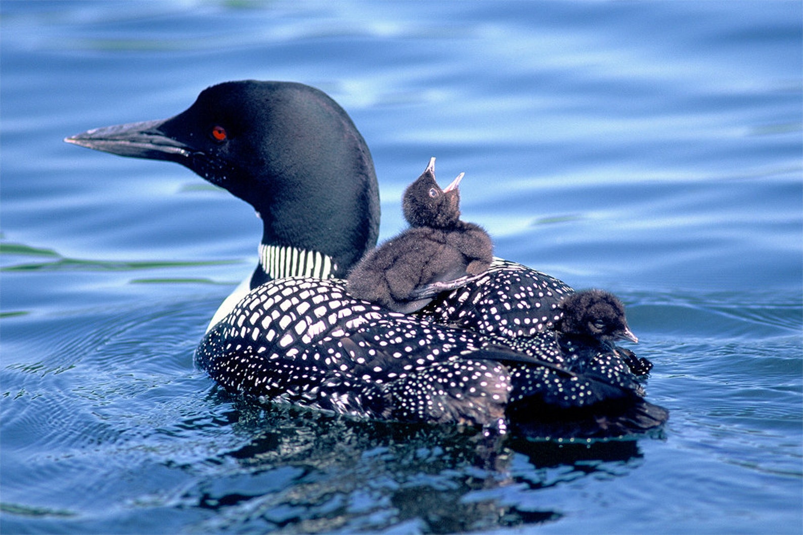 Loon With Chicks, Loon Chicks Riding on Parent, Cute Bird Picture ...