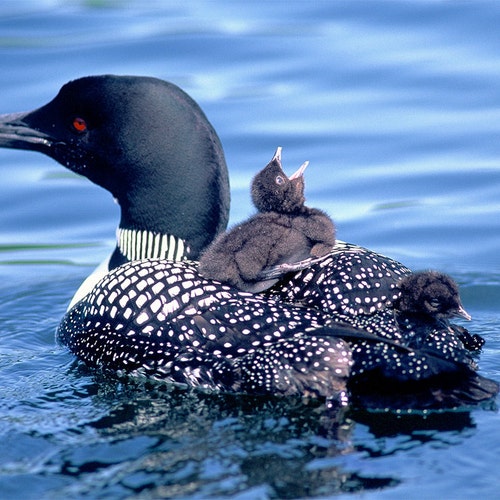 Loon With Chicks Loon Chicks Riding on Parent Cute Bird - Etsy
