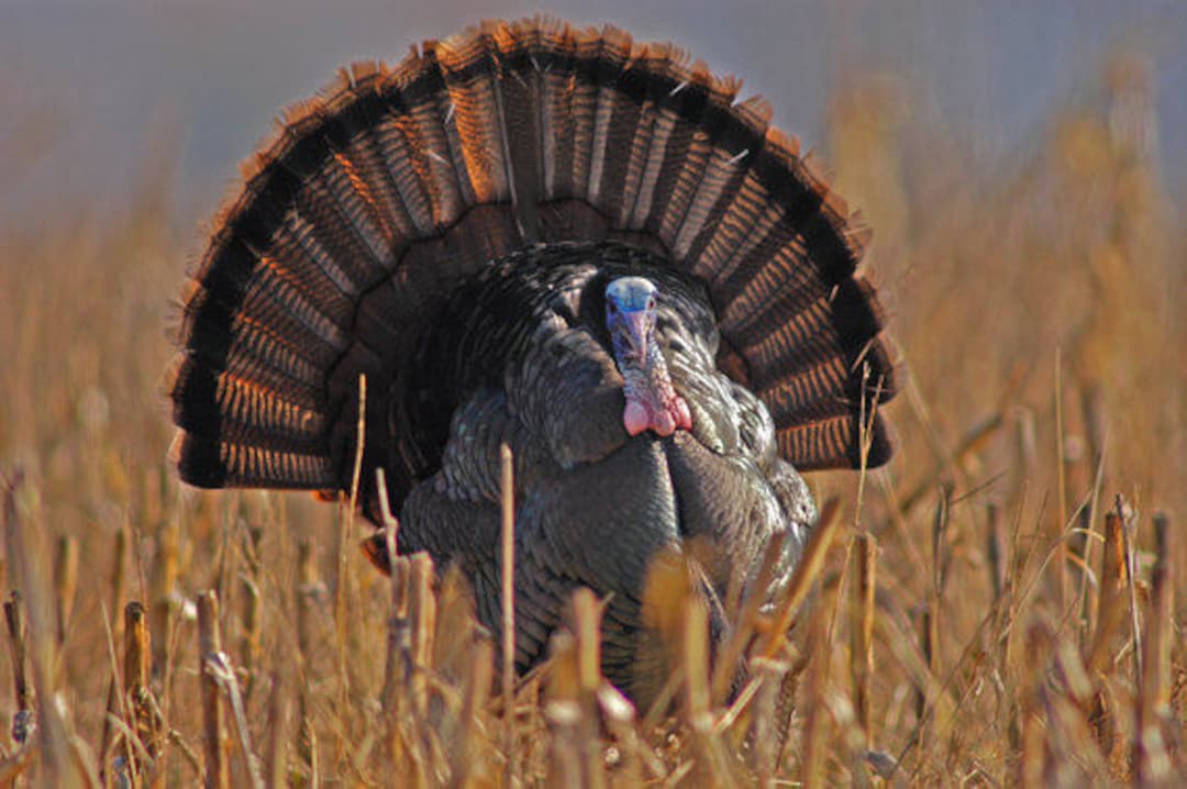 Eastern Wild Turkey, Strutting Turkey, Wild Tom Turkey, Turkey in Corn ...