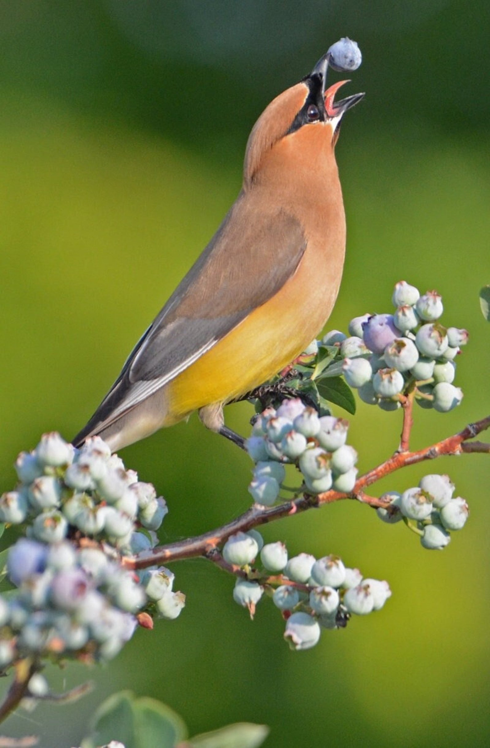 Cedar Waxwing Songbirds Pretty Birds Bird Eating Fruit - Etsy