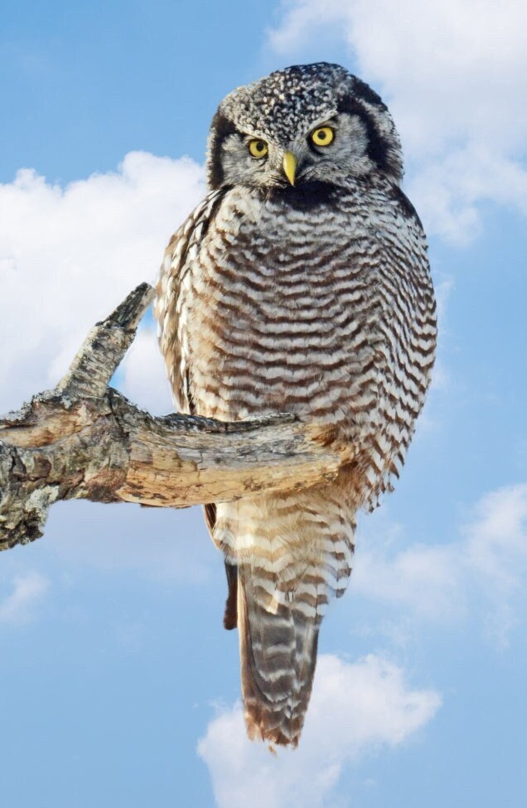Nprthern Hawk Owl, Raptors, Best Bird Photos, Owl on a Limb, Unique ...