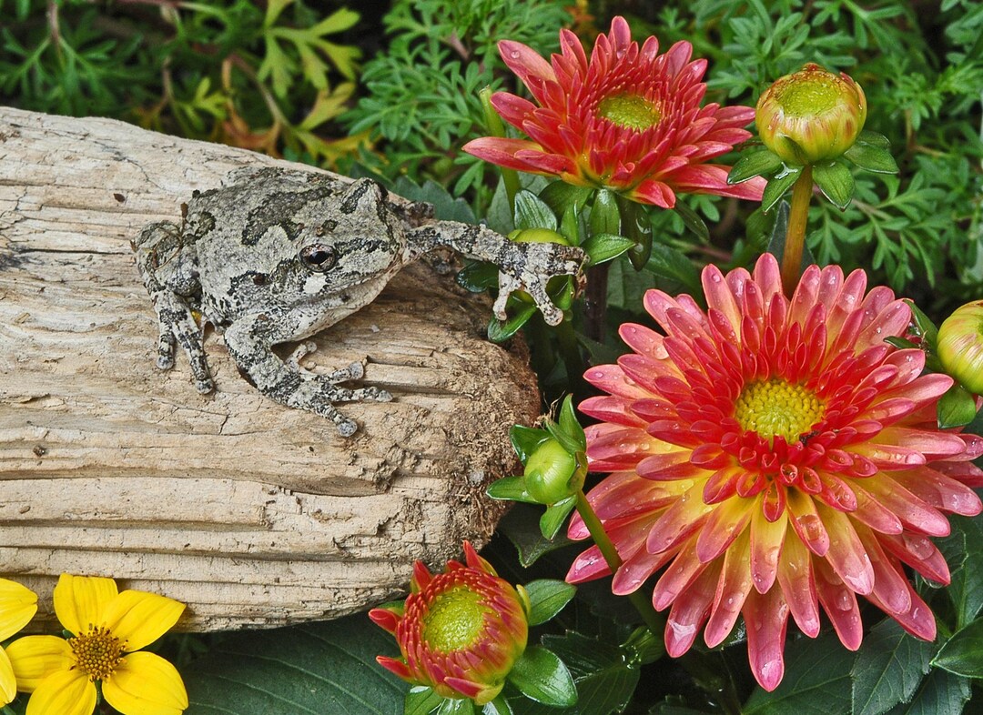 Gray Tree Frog, Tree Frog in Flower Bed, Red Dahlias, Cute Frog, Life ...