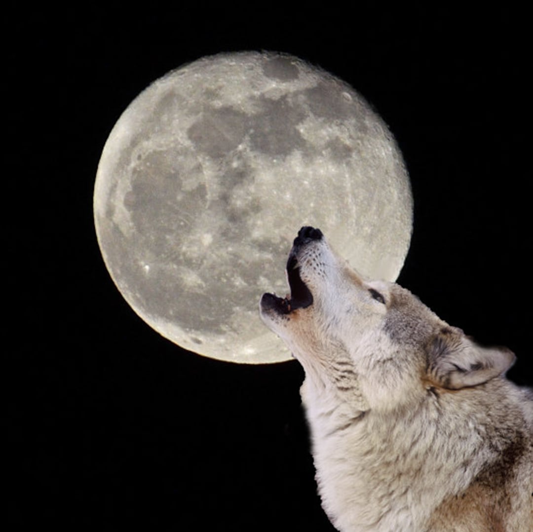 Wolf and Full Moon, Howling Gray Wolf, Wildlife Art, for Wolf Lovers ...