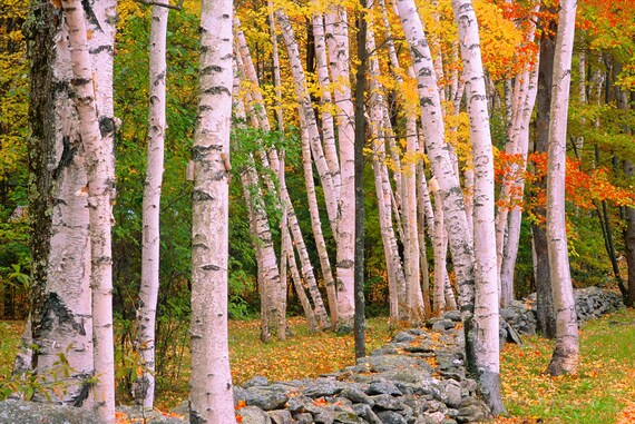 Birch Tree Leaves In Fall