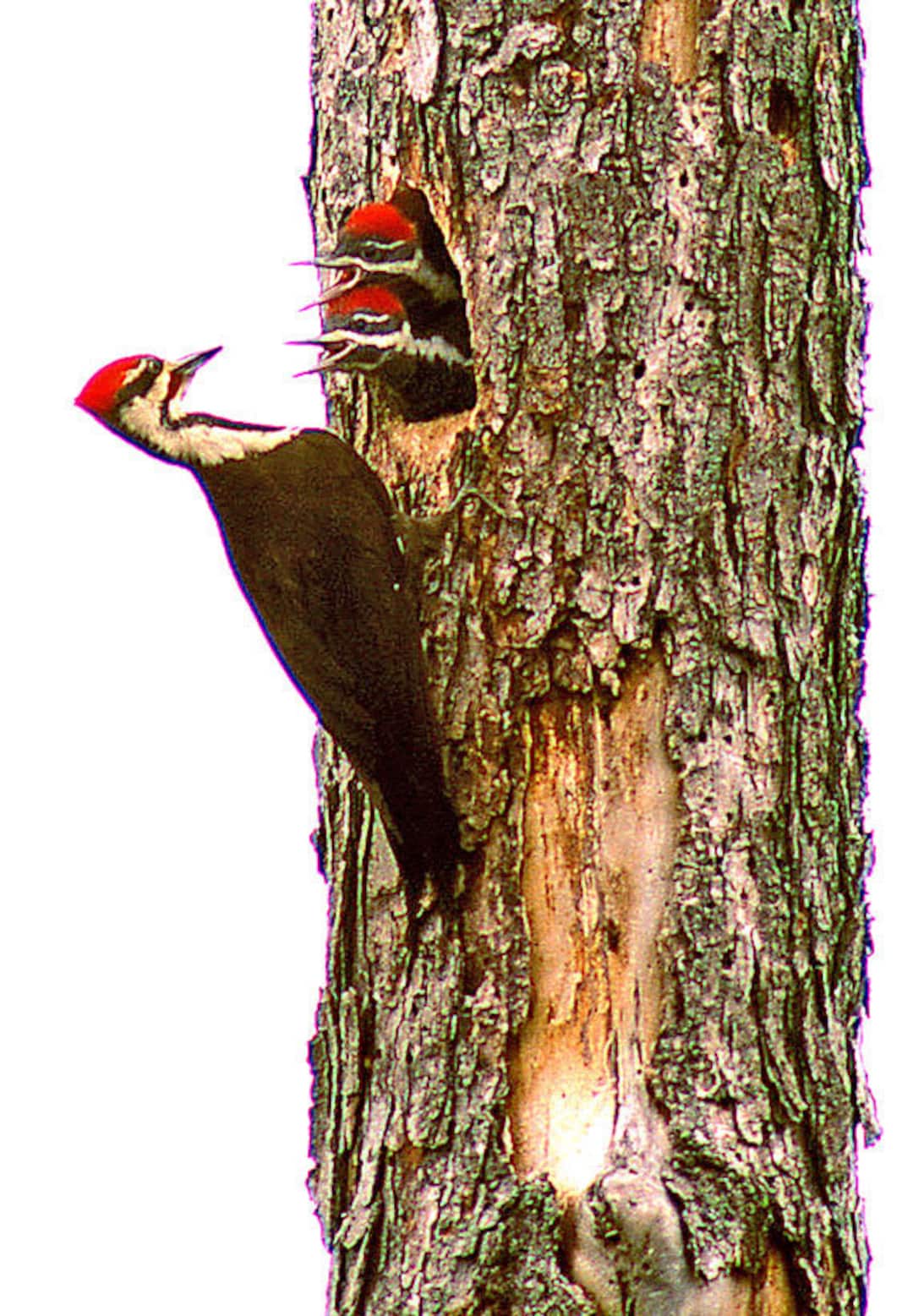 Pileated Woodpecker and Nestlings Large Woodpeckers - Etsy Pileated Woodpecker and Nestlings Large Woodpeckers - Etsy