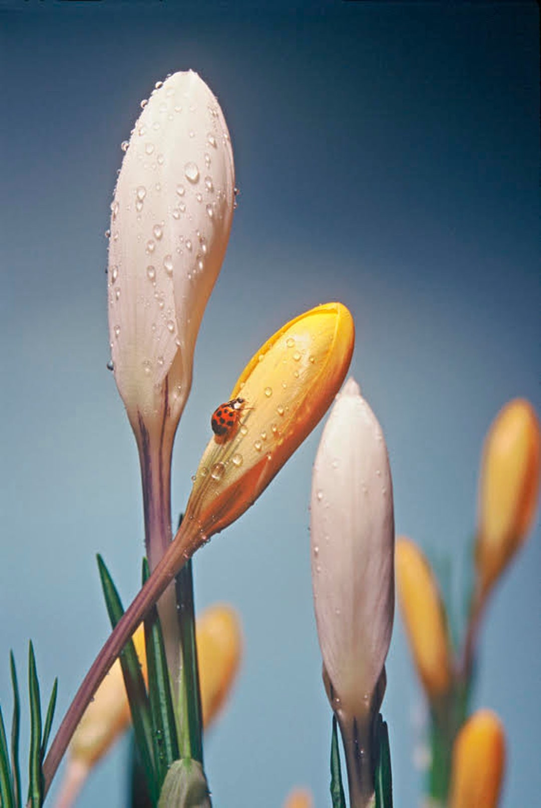 Crocuses and Ladybug, Spring Scenes, Wall Art, for Nature Lovers, for ...