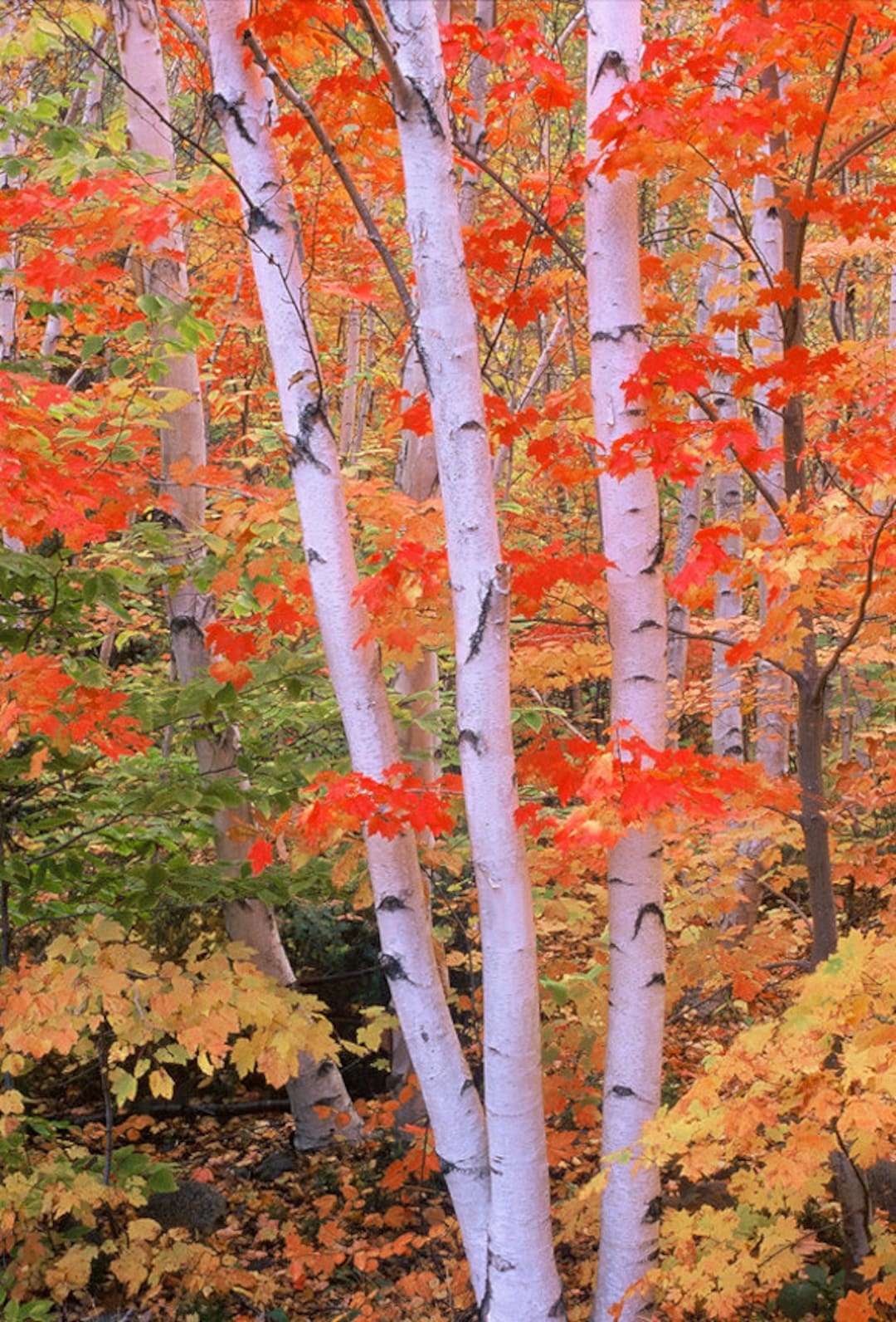 Photo of Fall Foliage, Trees Showing Fall Foliage, Fall Scenic Photo ...