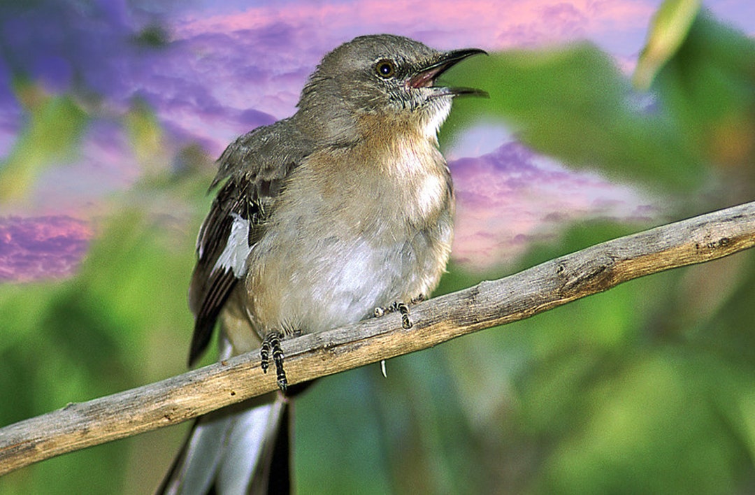 Northern Mockingbird, Singing Bird, VT Wildlife, Mimic Thrushes, for ...
