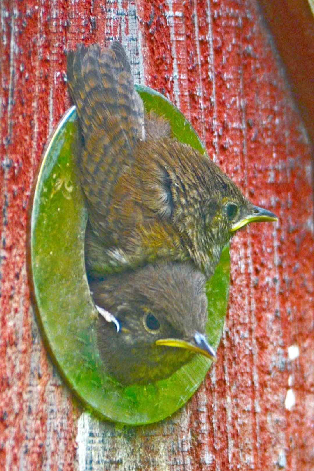 House Wren Fledglings, Cute Baby Birds, Funny Bird Photos, for Bird ...