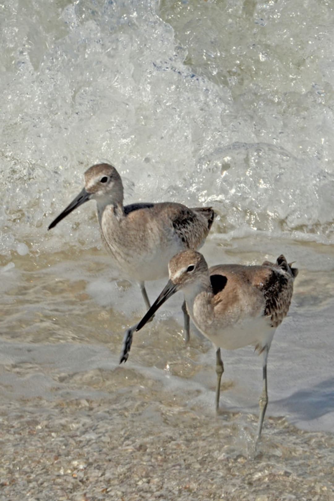 Sanderlings, Shore Birds, Sandpiper Family, Birds on Beach, for Bird ...