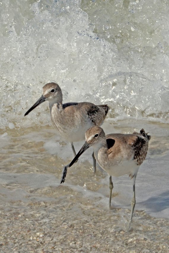 Sanderlings shore birds sandpiper family birds on beach | Etsy
