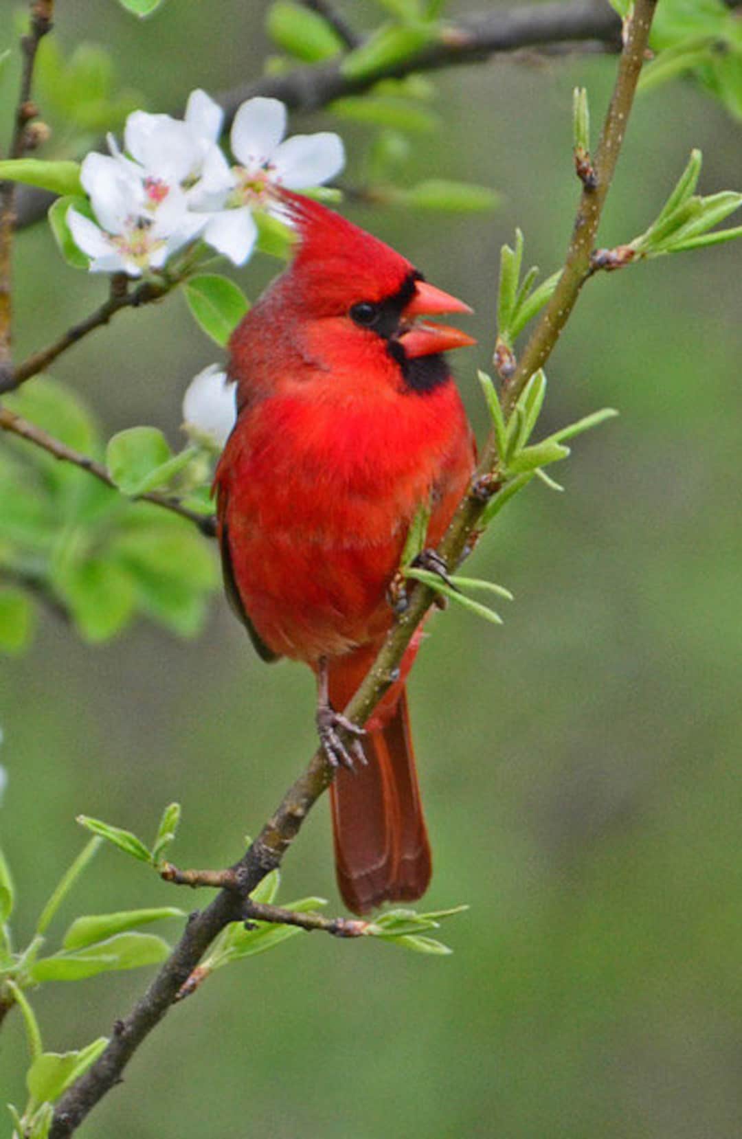 Northern Cardinal, Male Cardinal in Flowers, Red Songbird, Wildlife ...