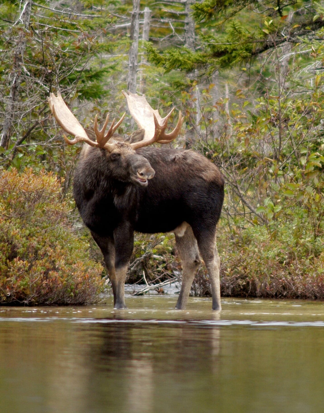 Orignal mâle dans l'eau, grand orignal mâle, photo animalière, photo d ...