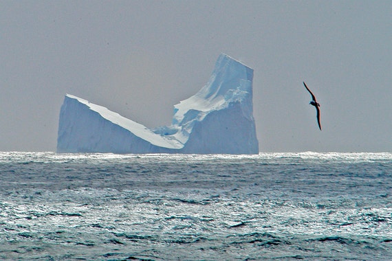 Iceberg and Albatross South Sea Photo Wandering Albatross - Etsy