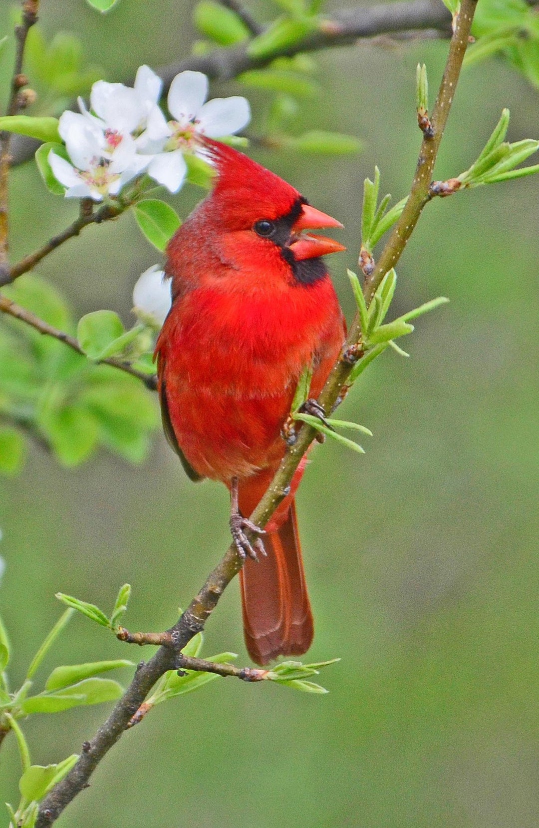Northern Cardinal, Male Cardinal in Flowers, Red Songbird, Wildlife ...