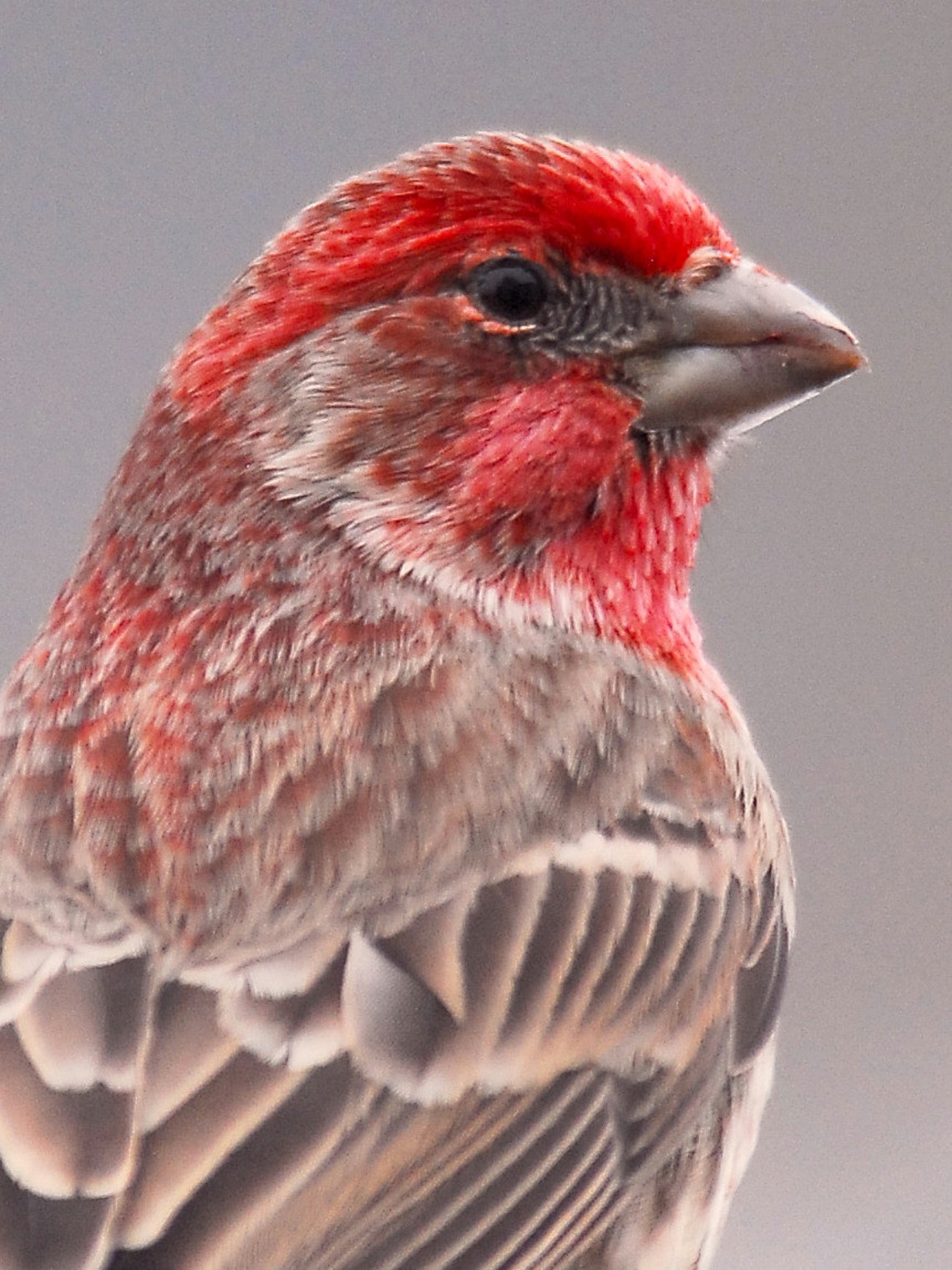 House Finch Portrait Songbird Portrait Finch Close-up Best - Etsy