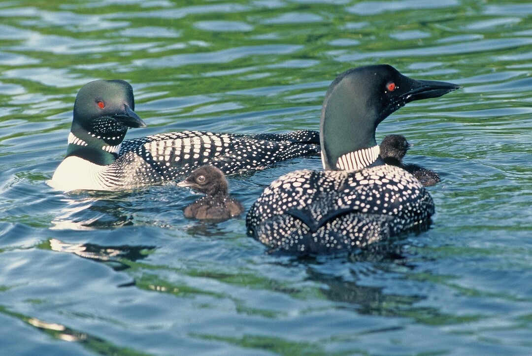 Common Loons With Chicks, New England Wildlife, Lovely Birds, for ...