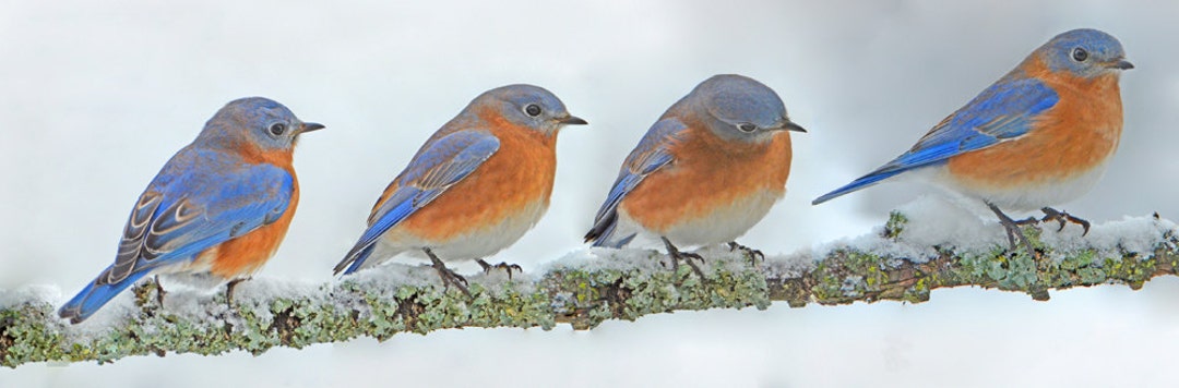 Bluebirds on Limb Song Bird Photo Pretty Birds for Bird - Etsy