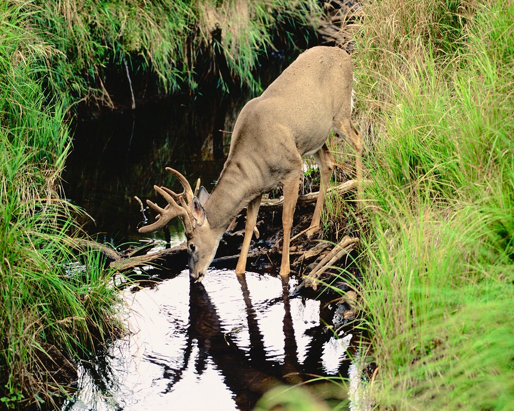 Whitetail Deer in Water, Buck Deer in Stream, Deer With Water ...