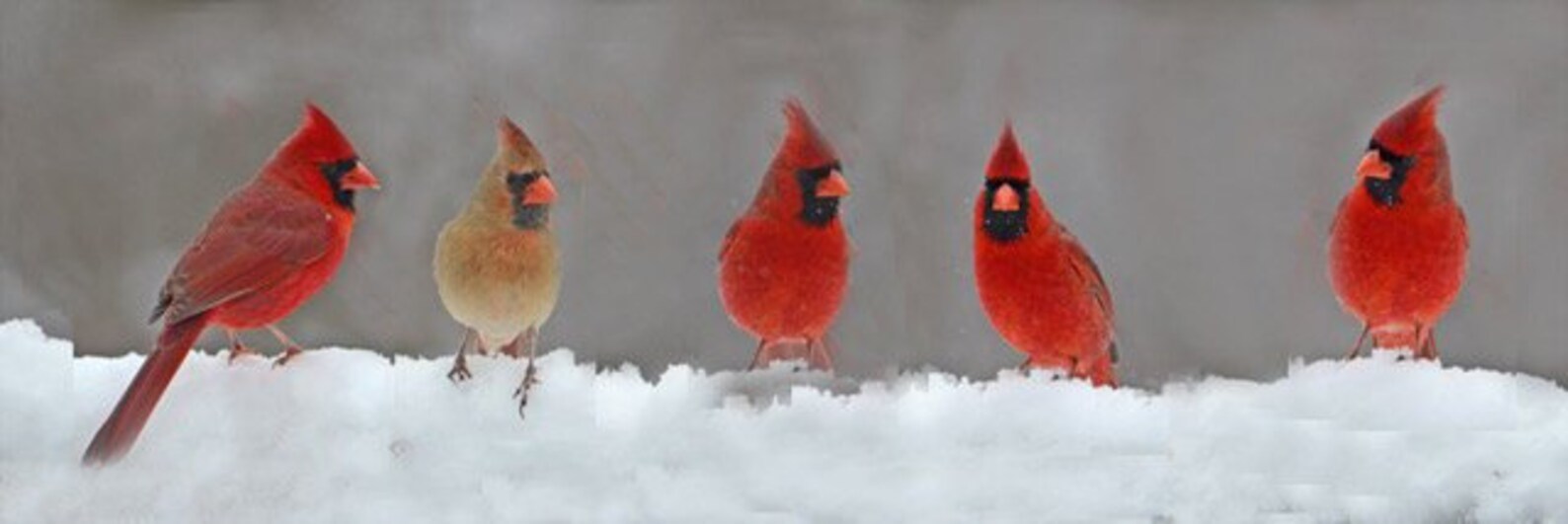 Five Northern Cardinals Red Birds Cardinals in a Row for - Etsy