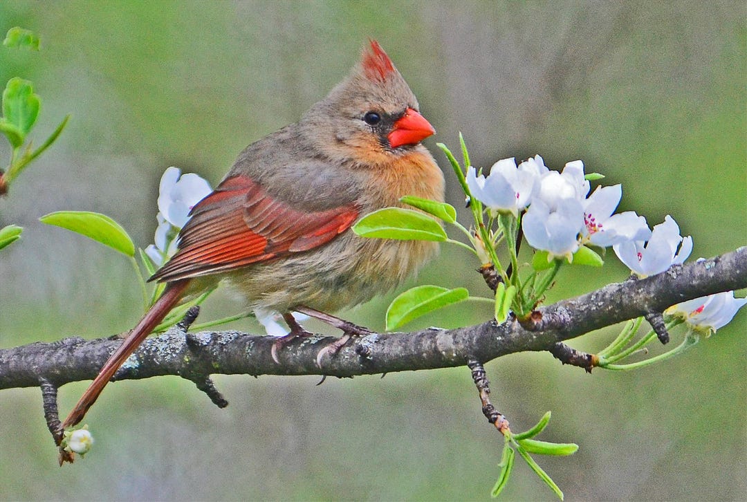 Female Northern Cardinal. Cardinal in Spring, Cardinal and Flowers ...