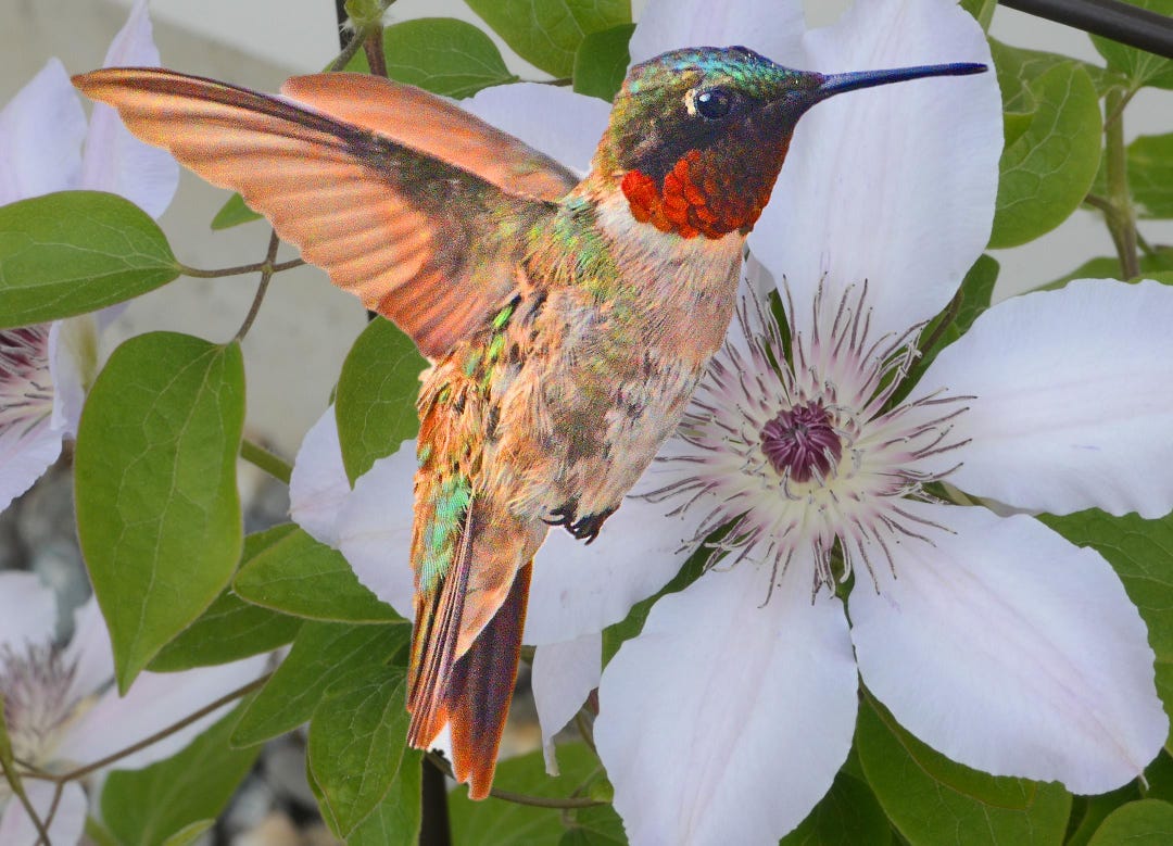 Male Ruby-throated Hummingbird, Hummer and Hibiscus Flowers, Pretty ...