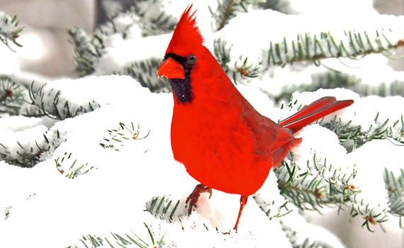 Cardinal In Snow Wallpaper
