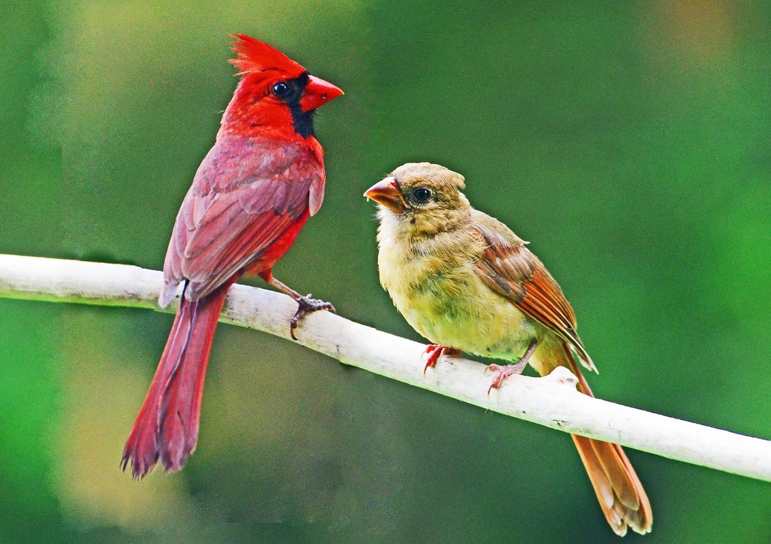 Cardenal macho y polluelo, cría de cardenal, cardenales en la rama ...