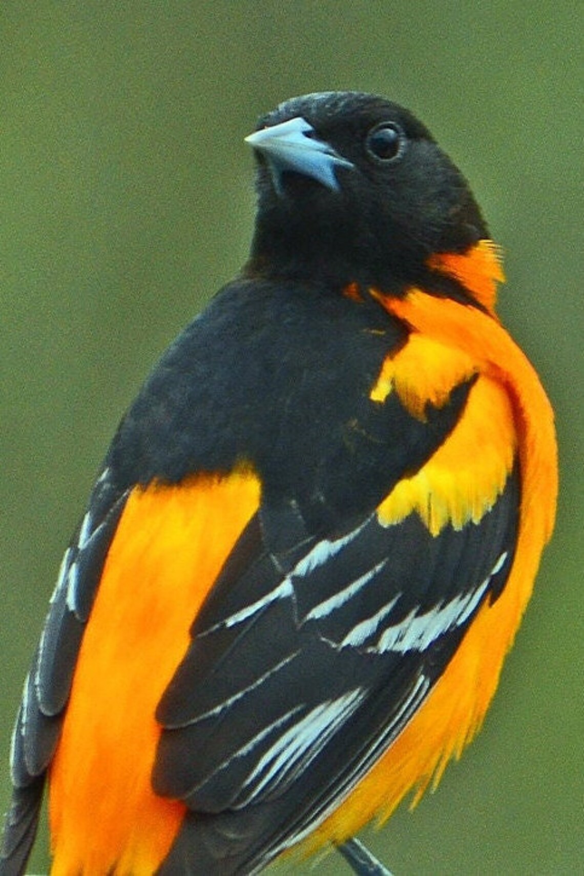 Northern Oriole Portrait, Beautiful Songbird, Colorful Bird, Lovely ...
